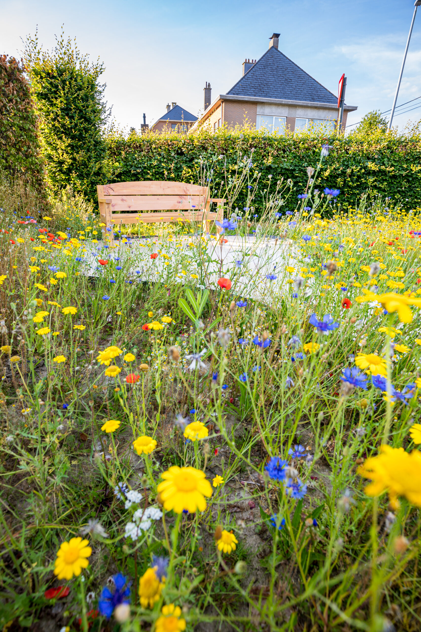 Hoe leg je een bloemrijk graslandje of bloemenweide aan | Biodivers ...