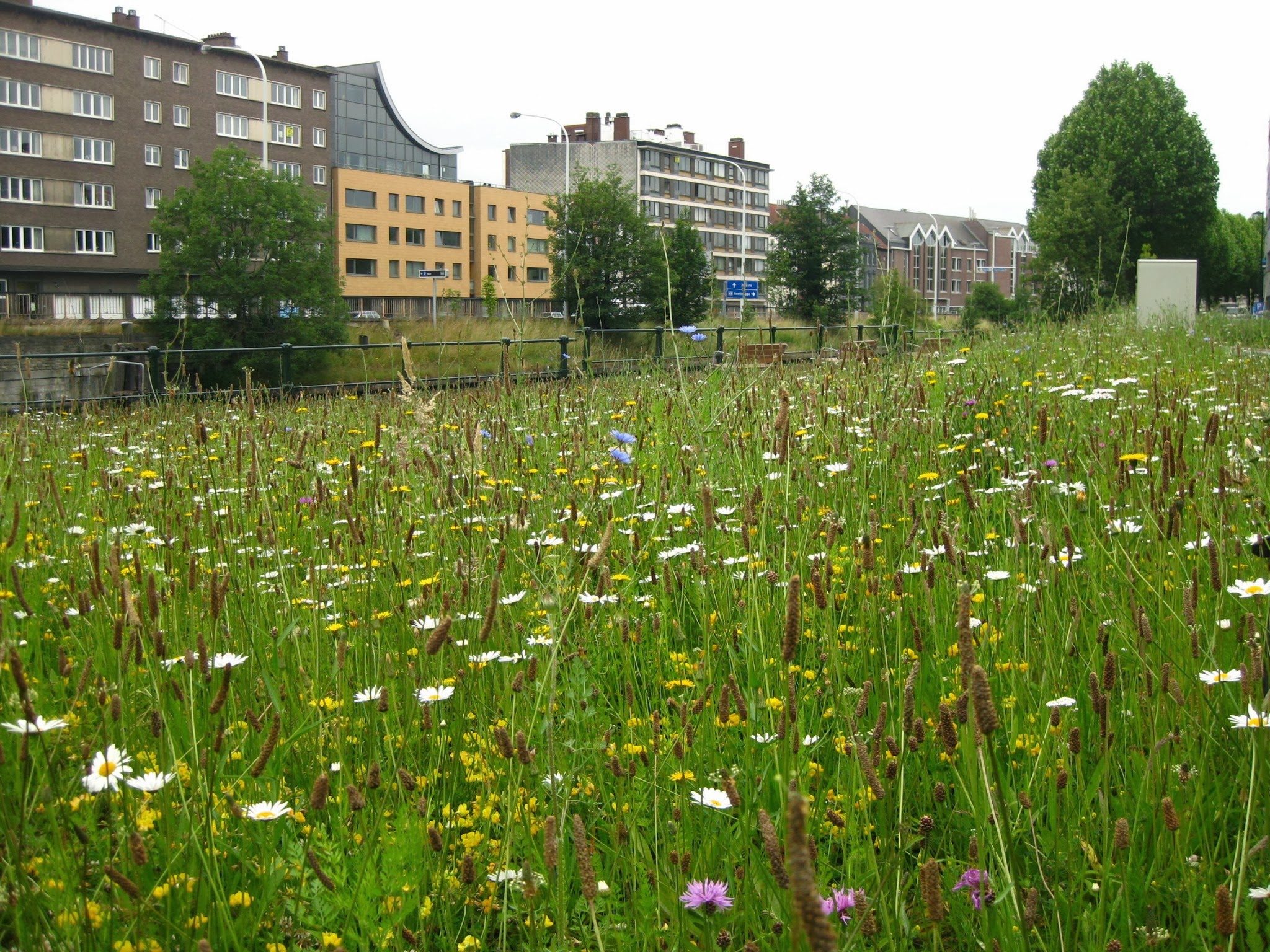 Hoe leg je een bloemrijk graslandje of bloemenweide aan | Biodivers ...