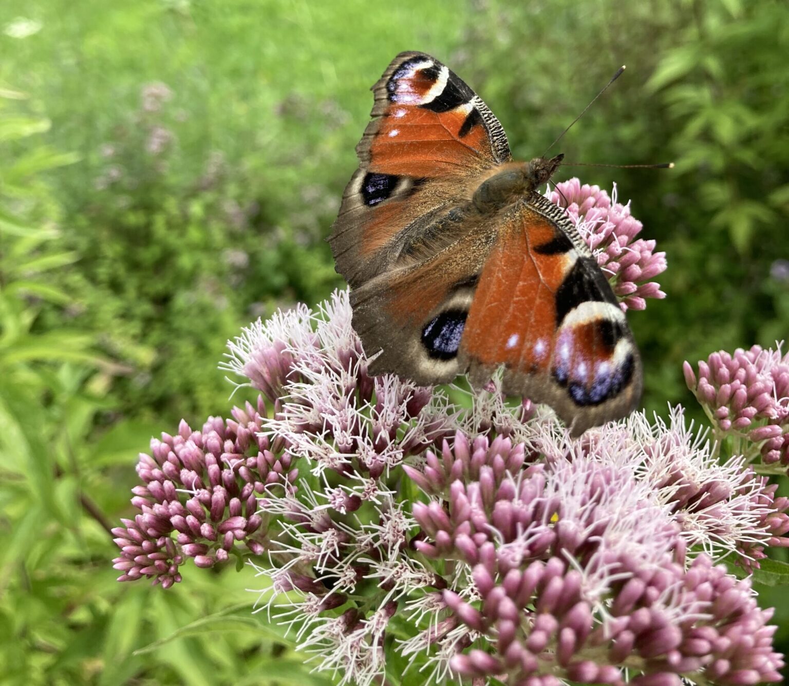 Groen doet goed, biodivers nog beter | Biodivers Zorggroen