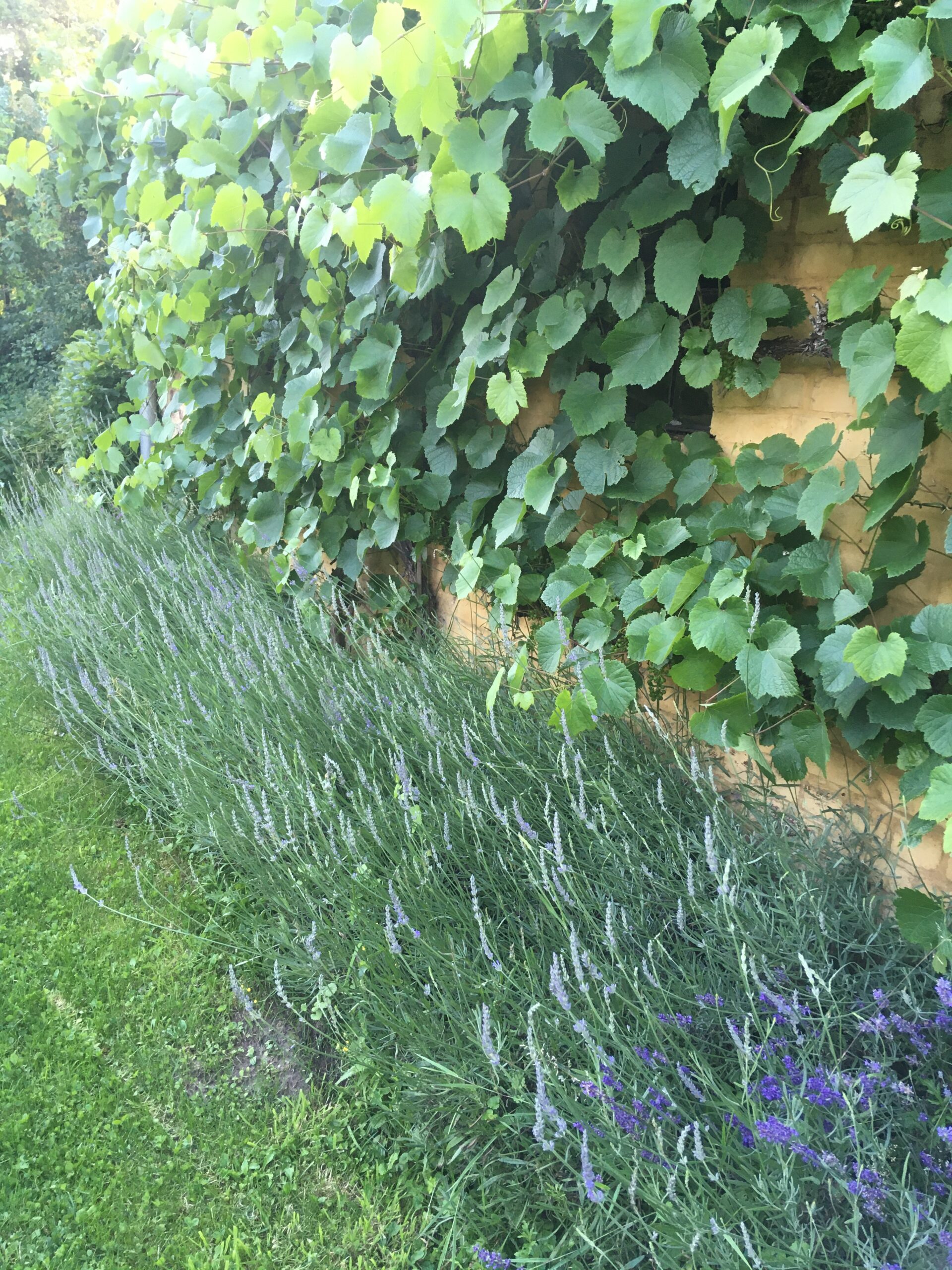 Plant van de maand september - Druivelaar! | Biodivers Zorggroen