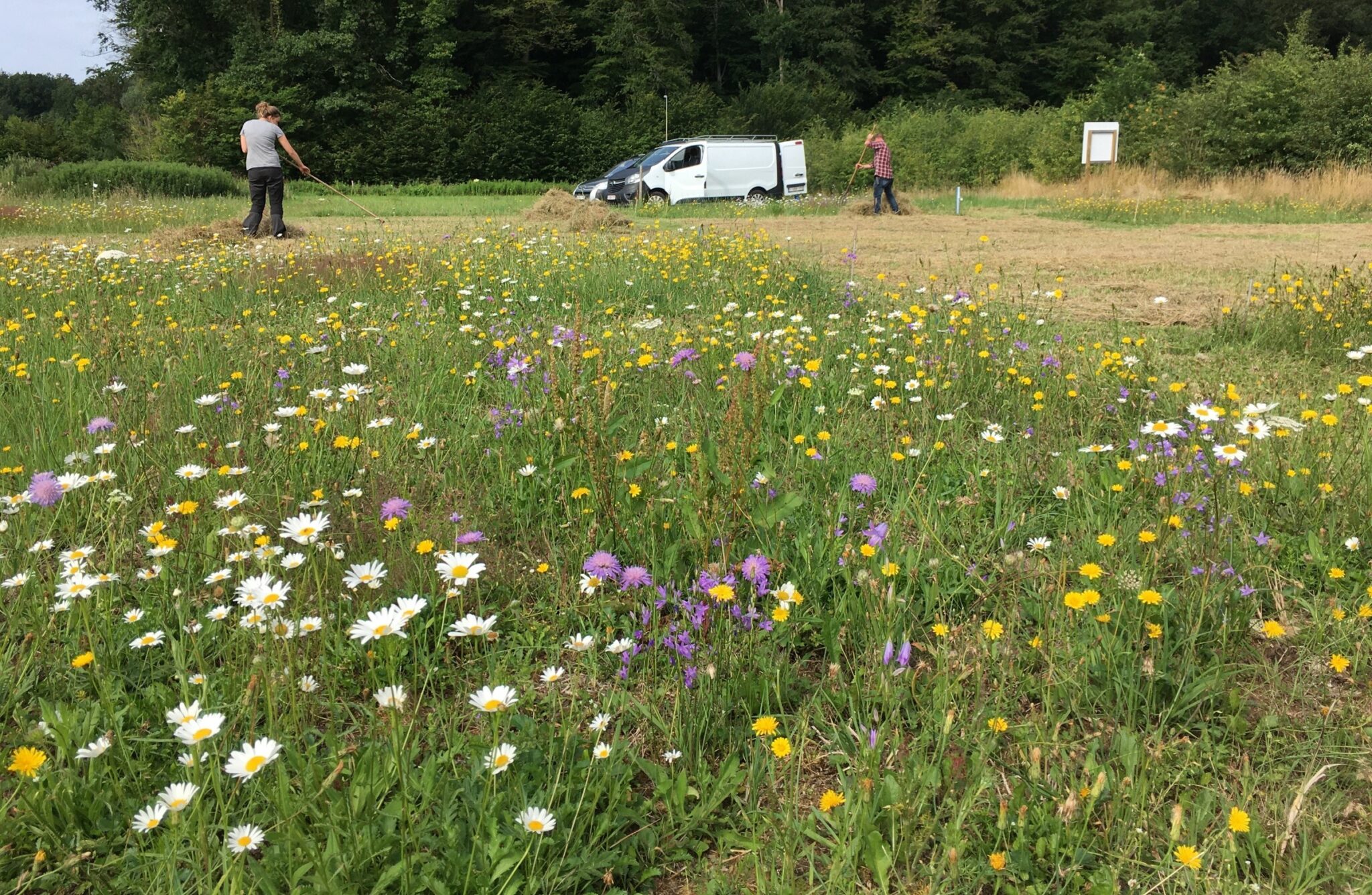 Hoe leg je een bloemrijk graslandje of bloemenweide aan | Biodivers ...